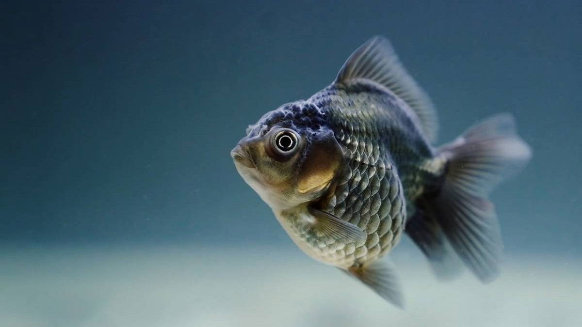 Proverbe chinois : Si vous donnez un poisson à...