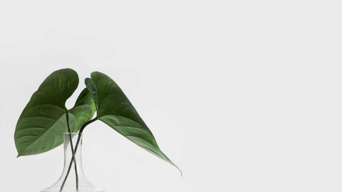 Nelson Mandela : L'honnêteté, la sincérité, la simplicité, l'humilité,...