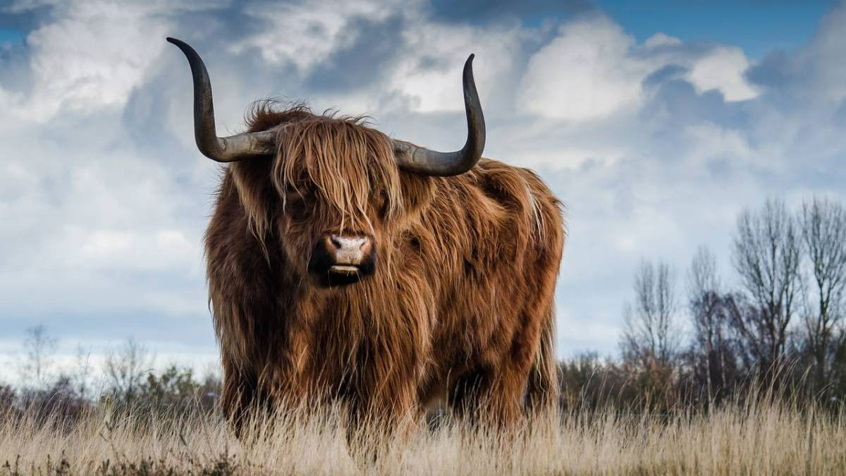 Jean Claude Van Damme : Une vache, ça te bouffe trois...